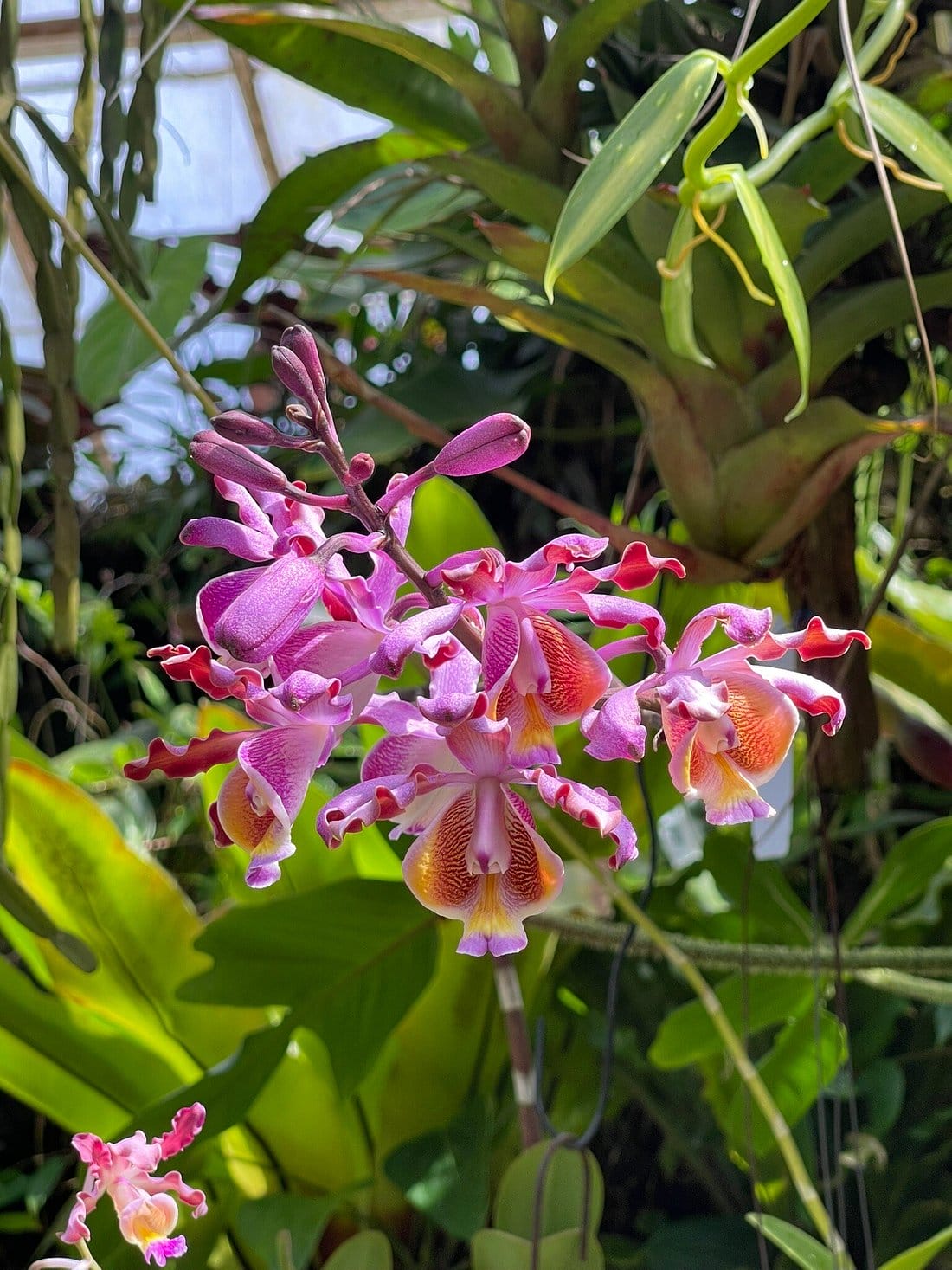 A dazzling variety of orchids