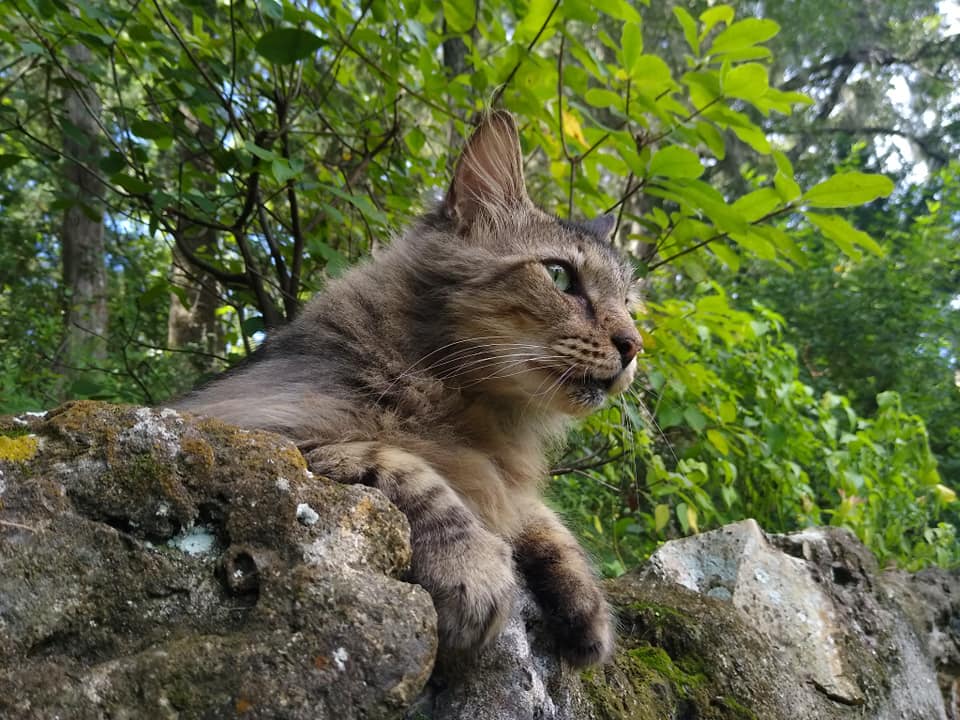 A domestic cat roaming around.