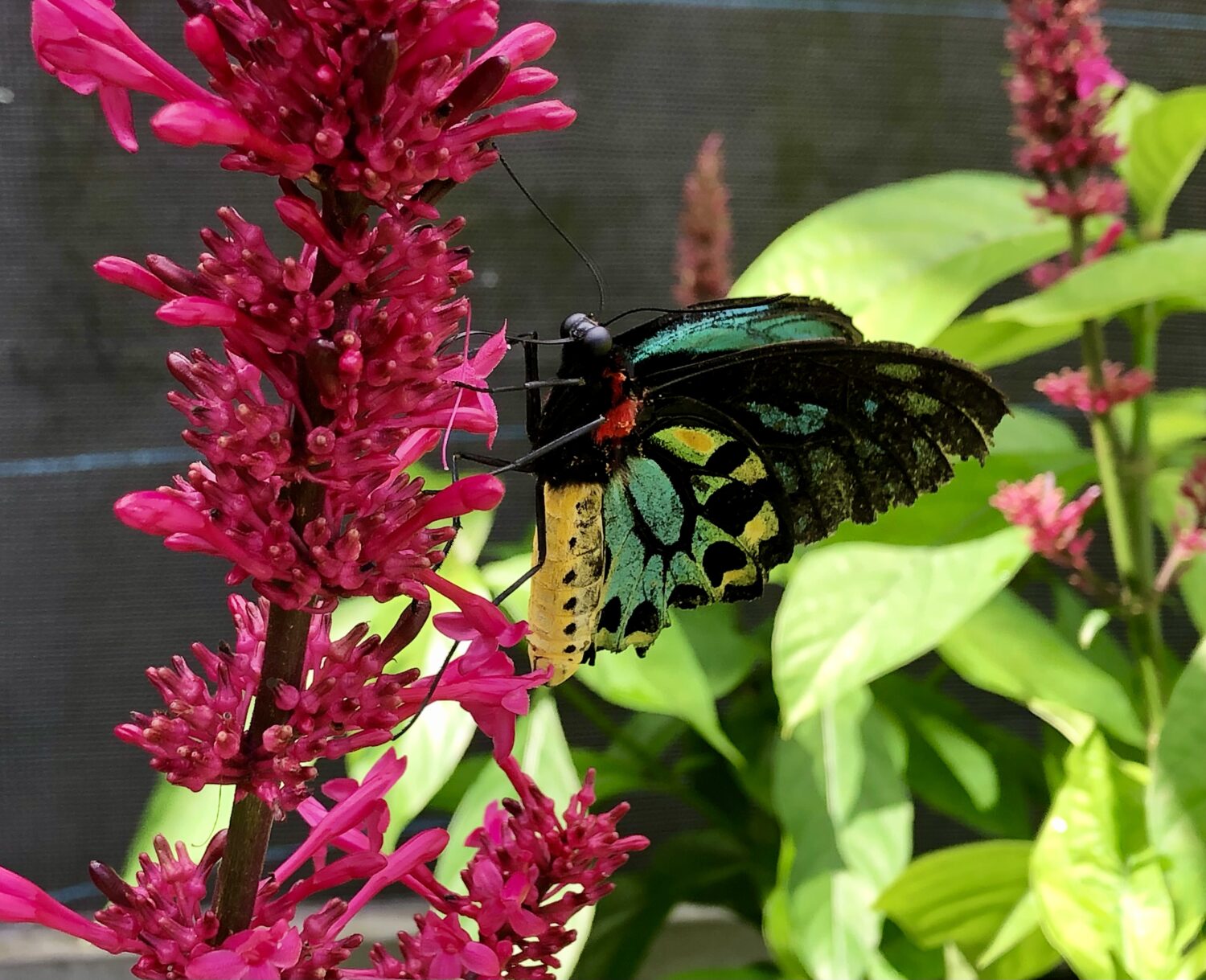 A fascinating view of the gentle insect