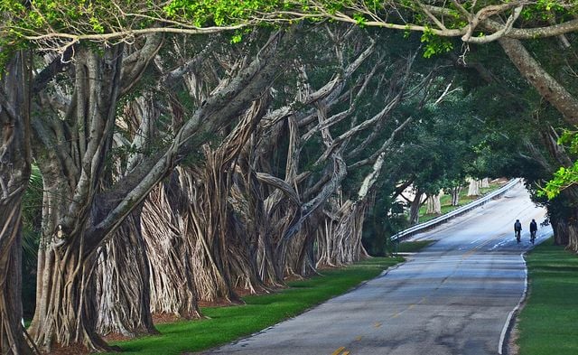 a nice view of the trees