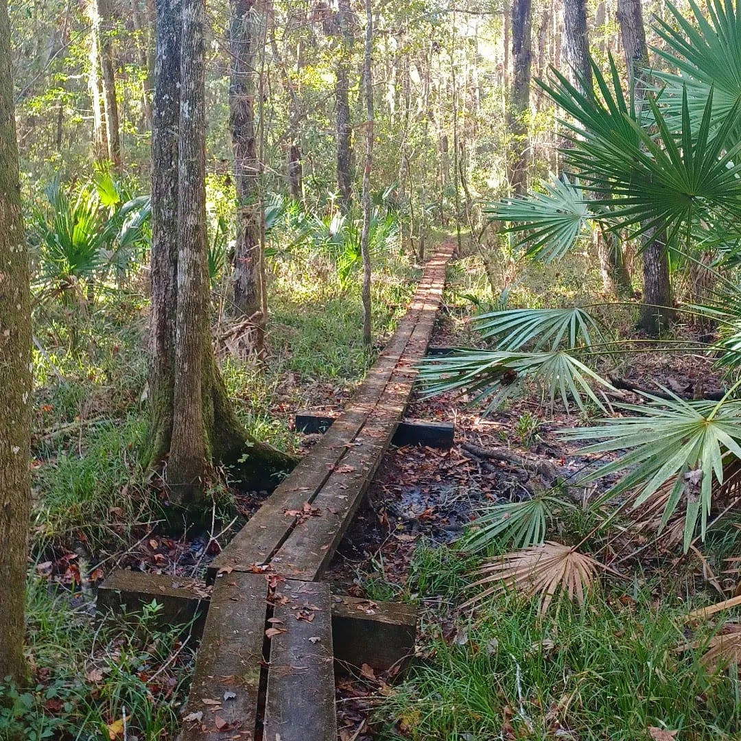 A pathway through the cypress trees