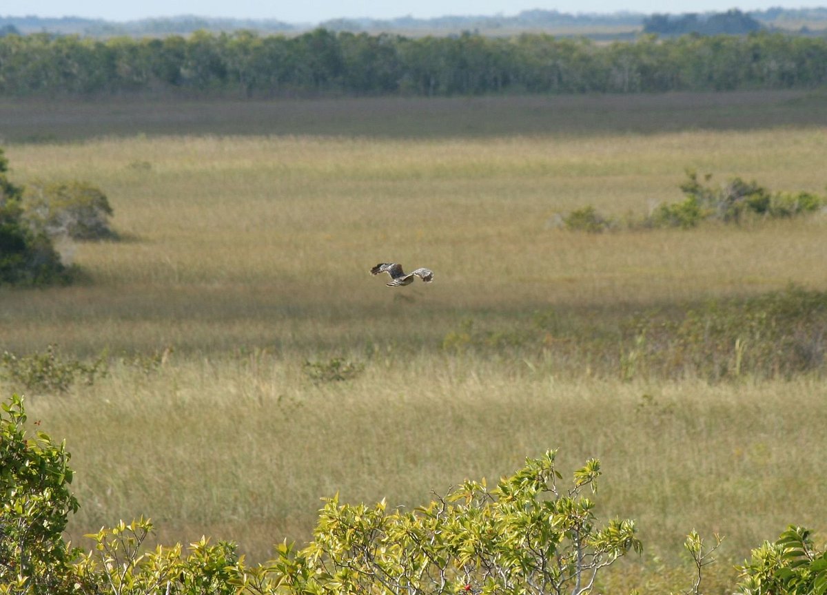 a photo of a bird in the everglades