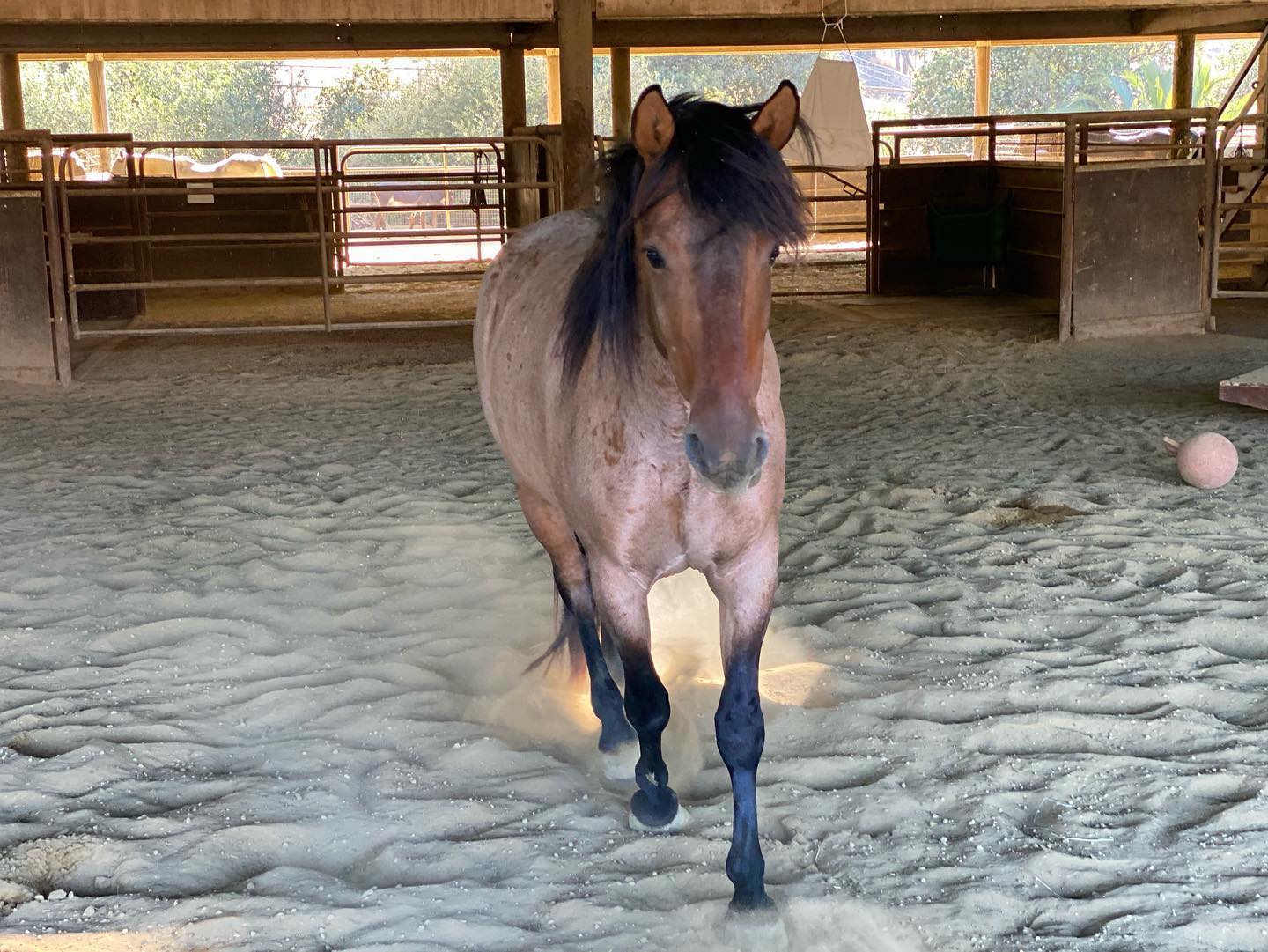 A photo of a stable inside the sanctuary