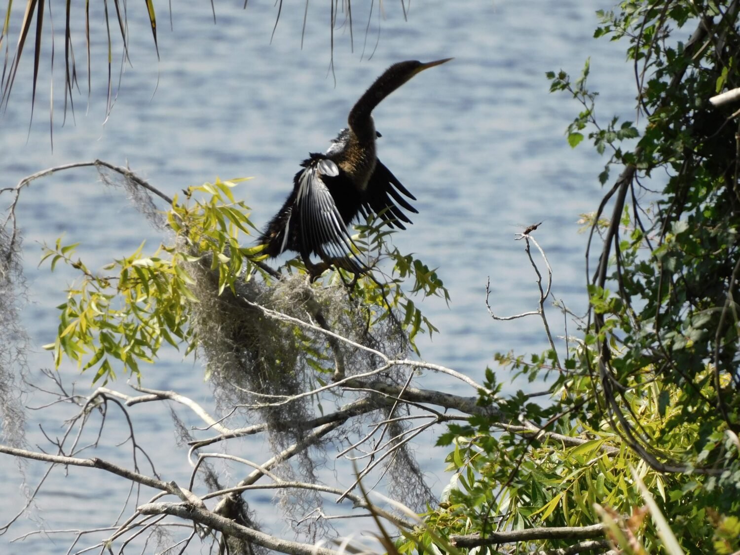 A picture of a black Heron roaming around the area
