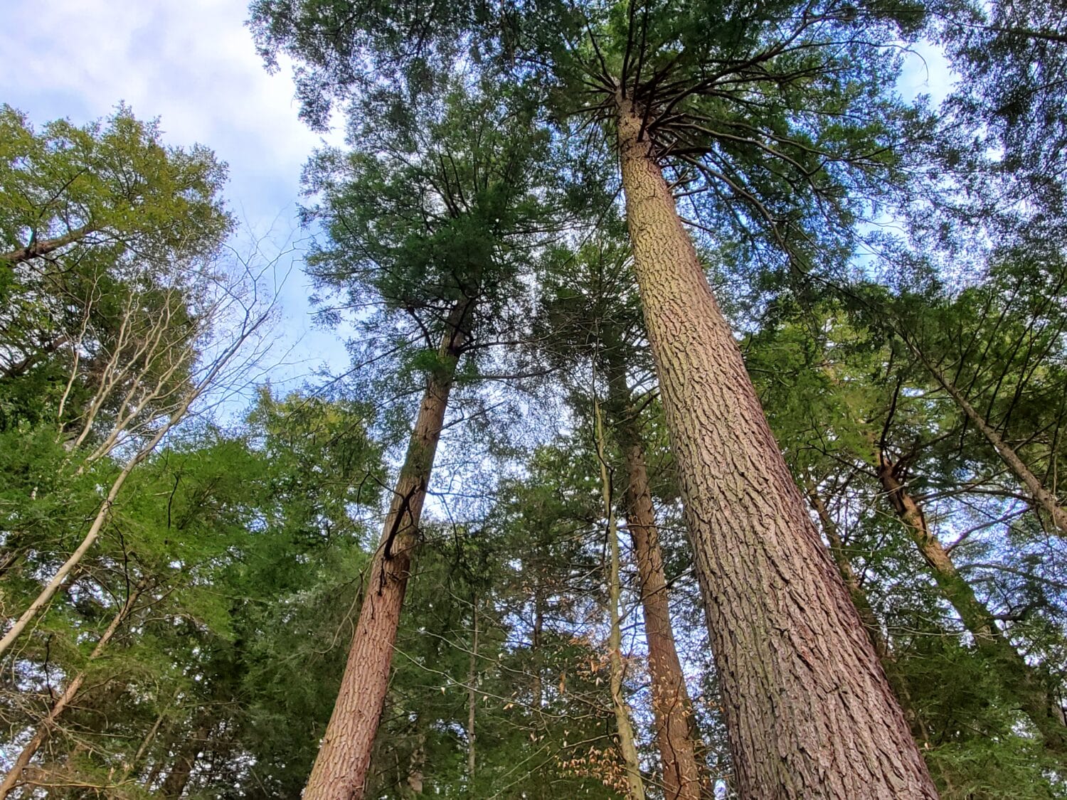 A shot of the pine and hemlock trees