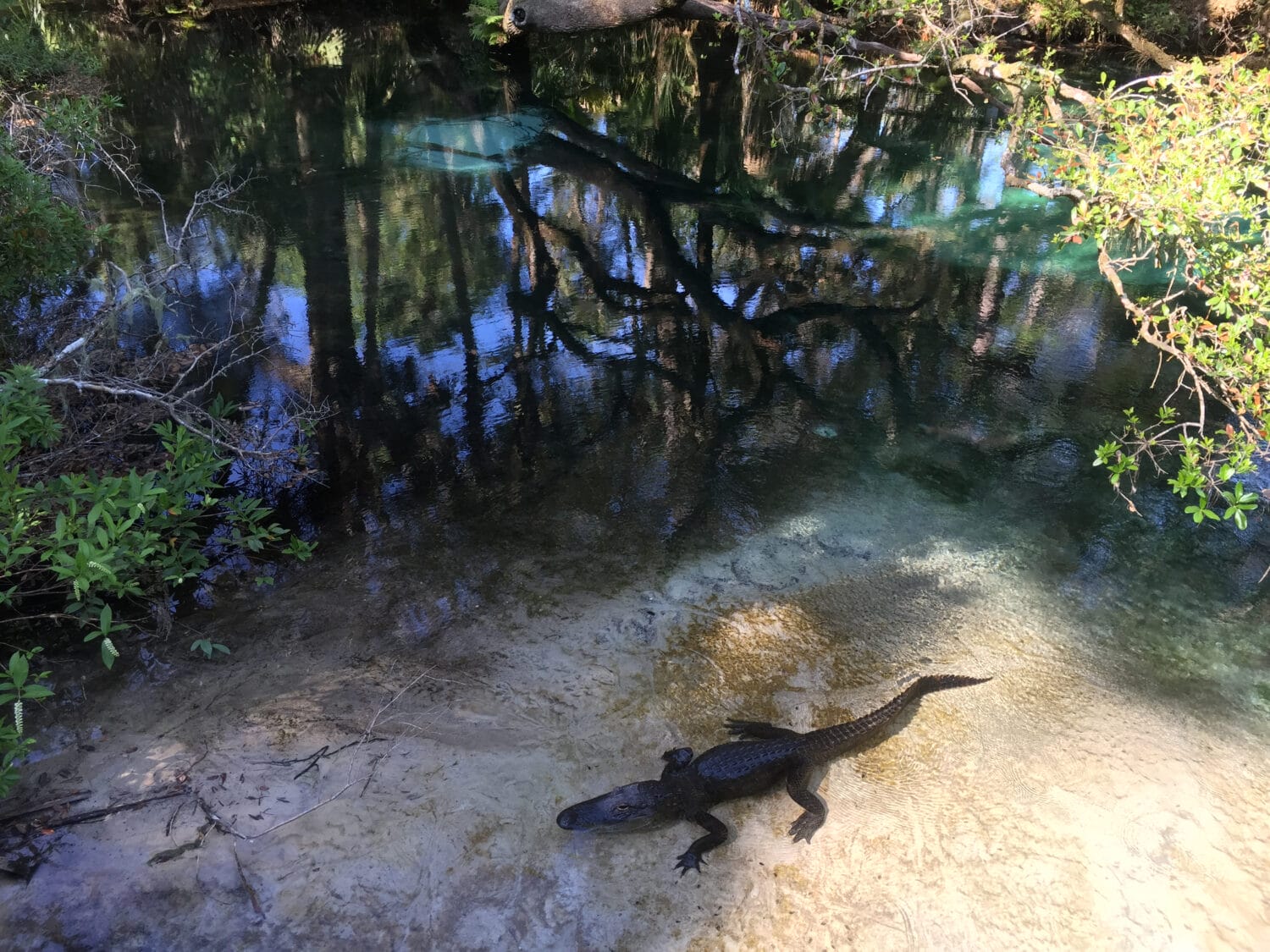 A snapshot of a little alligator in the water