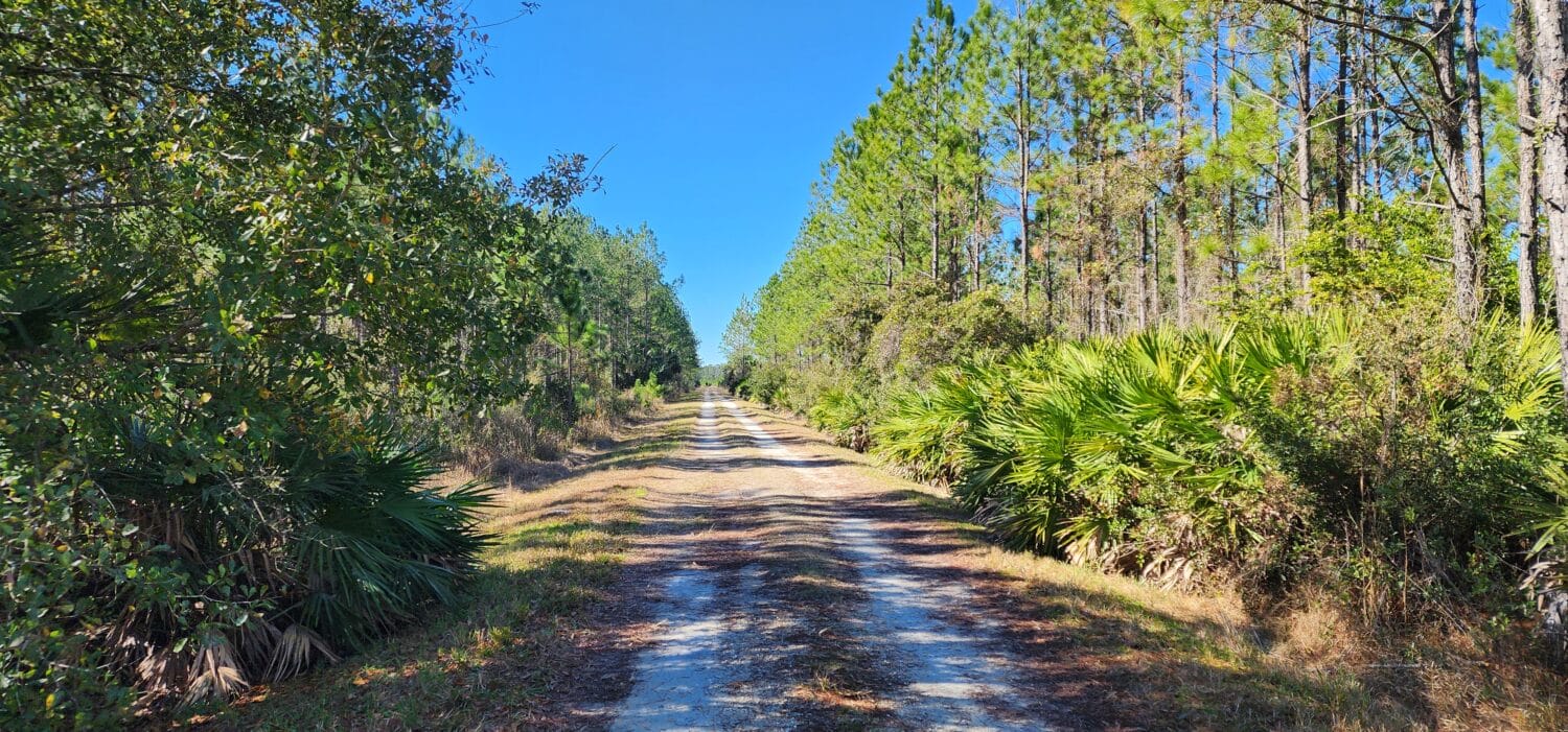 An image of the pathway.