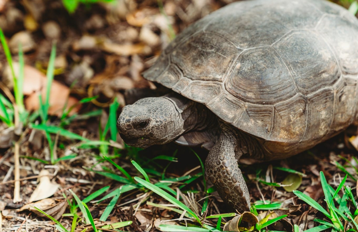 a turlte within the park