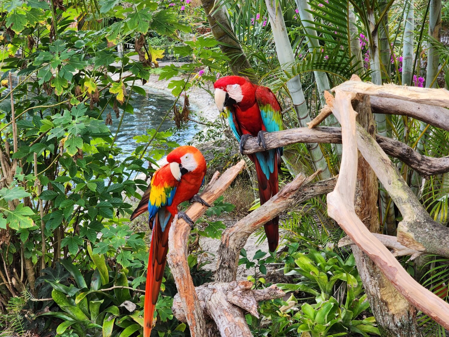 A variety of birds in the garden