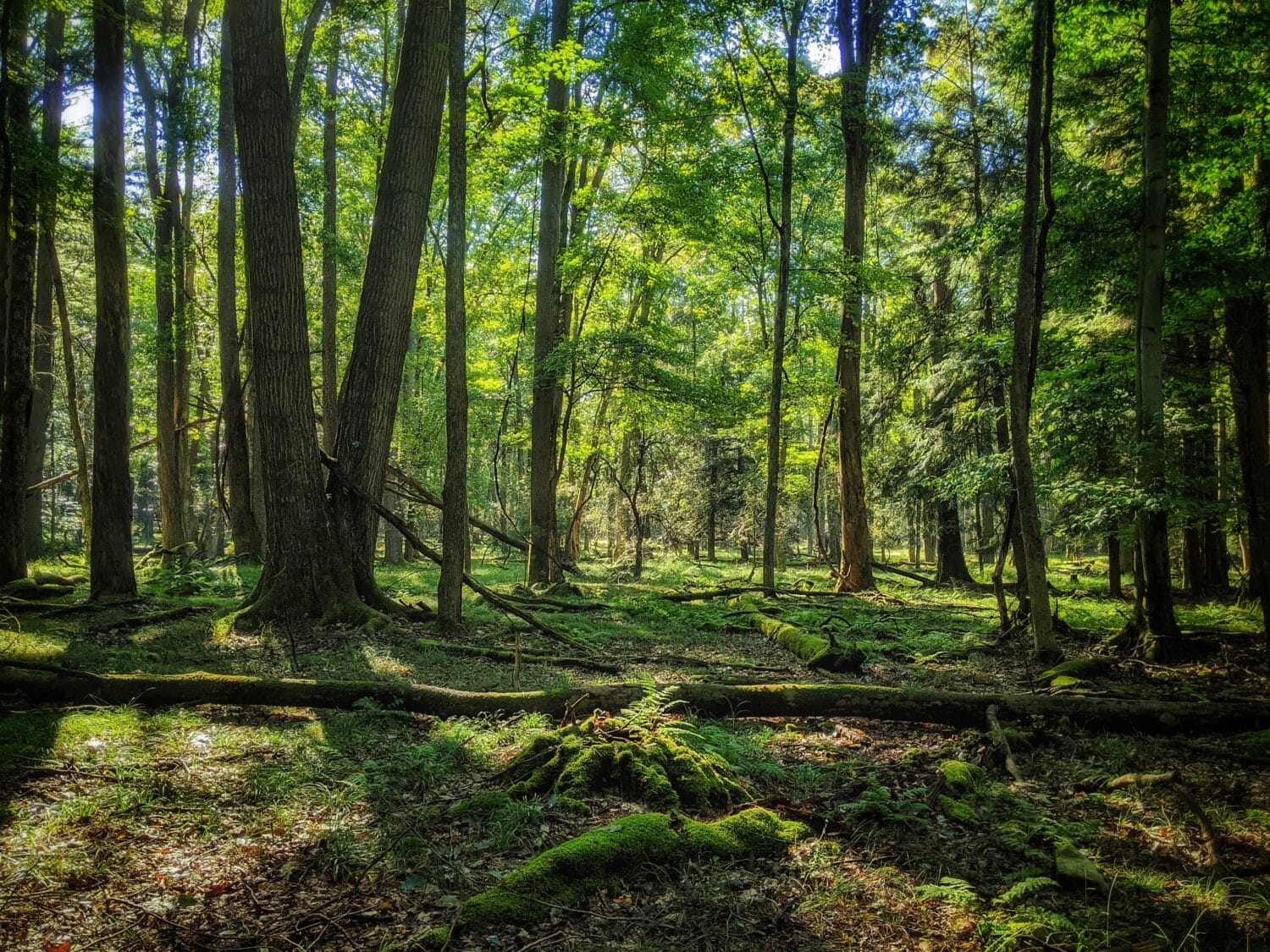 A vibrant image of the tress in park