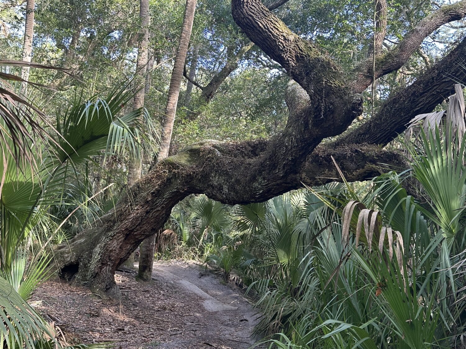 A view of the park filled with acres of the mature coastal hammock.