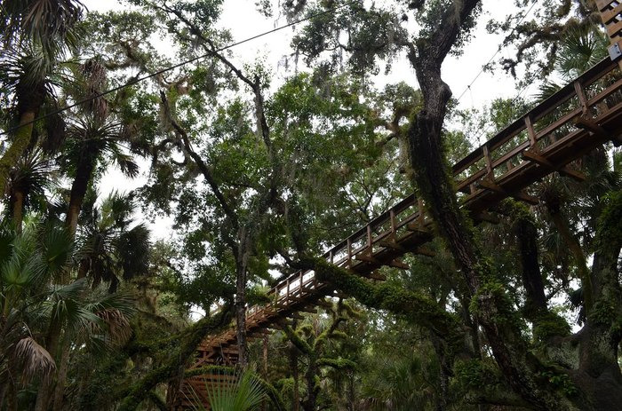a wooden walkway suspended by ropes leads through a verdant forest creating a pathway that hovers above the forest floor offering a birds eye view of the lush undergrowth below