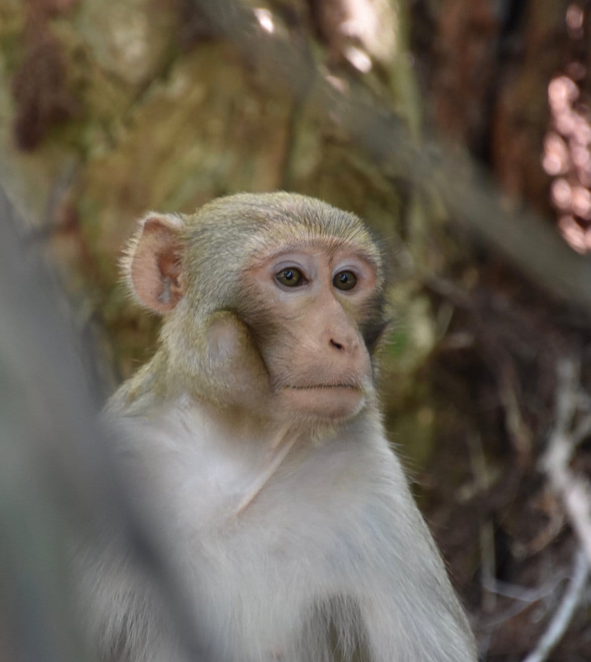 An image of a rhesus monkey