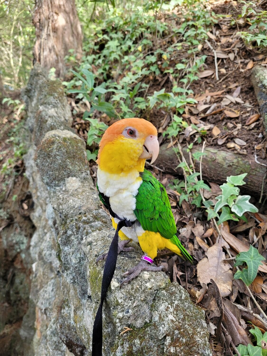 An image of a variety of bird you scan spot on the area.
