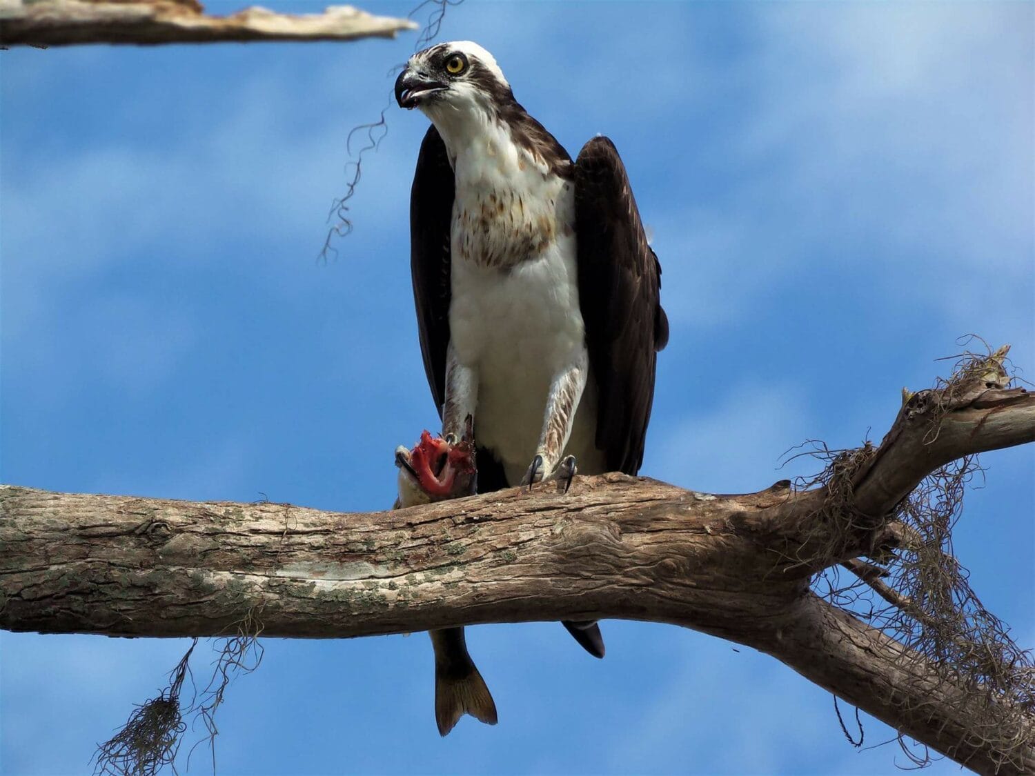 An image of shorebird along the beach