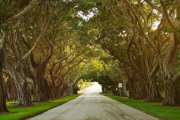 an image of the tunnel of trees