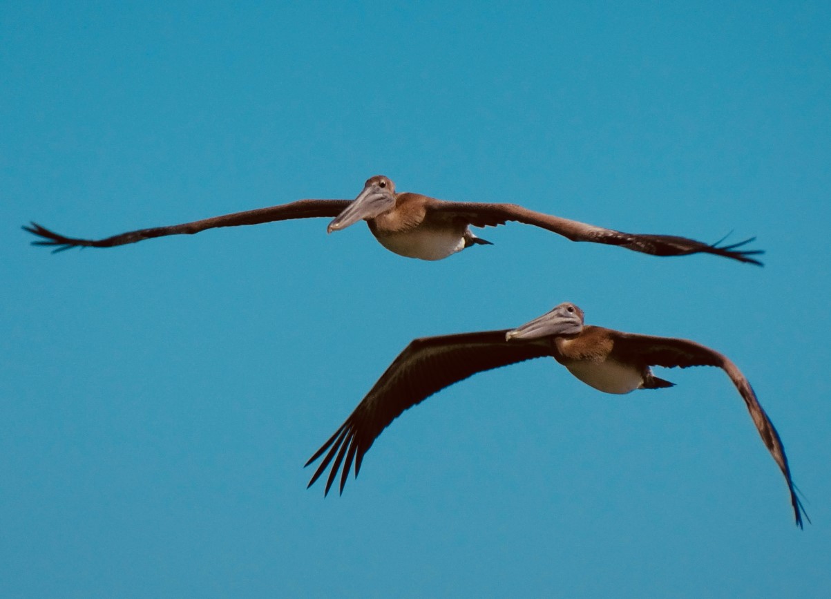 birds flying around the park