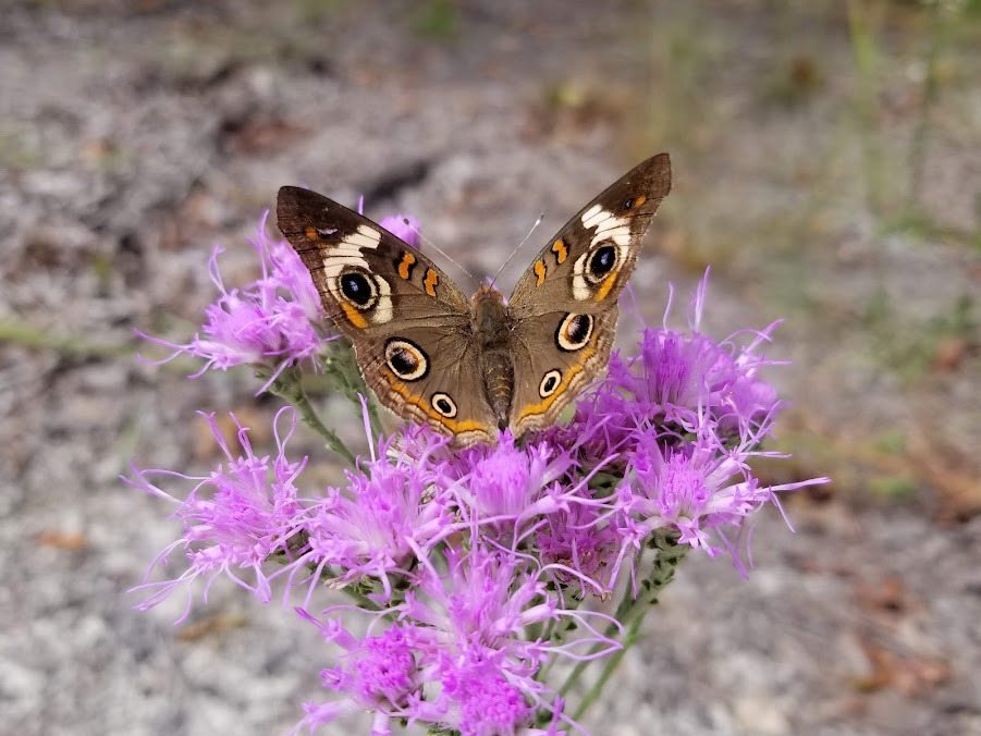 Butterfly on purple flowers