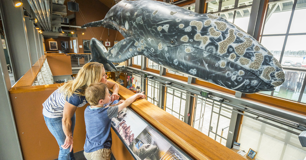 A shot of the displays inside the Santa Barbara Museum of Natural History.