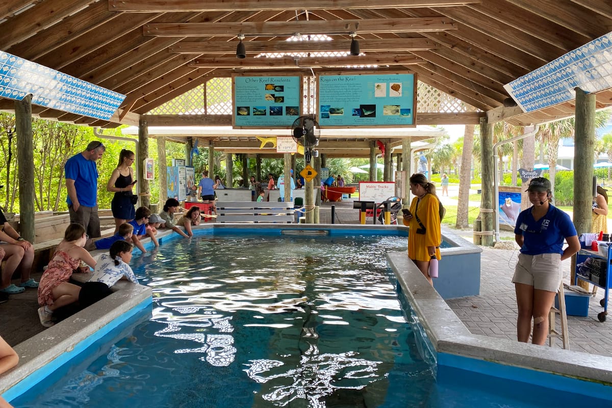 families enjoying the touch tank where they can pet friendly sea creatures