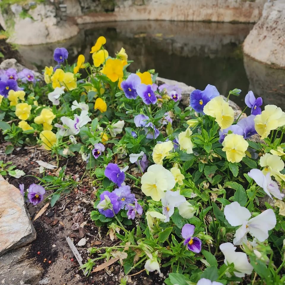 Flower in full bloom scattered around the garden.