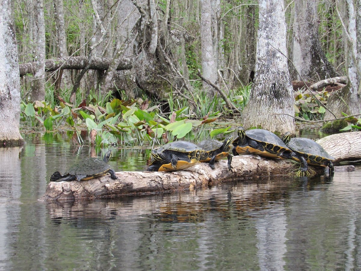 Other wildlife in the area