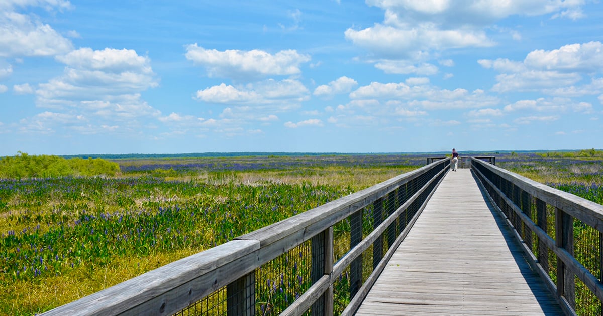 the beautiful boardwalk of the park
