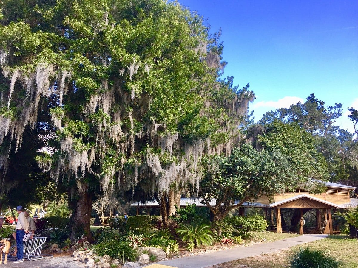 The beautiful towering trees of the state park.