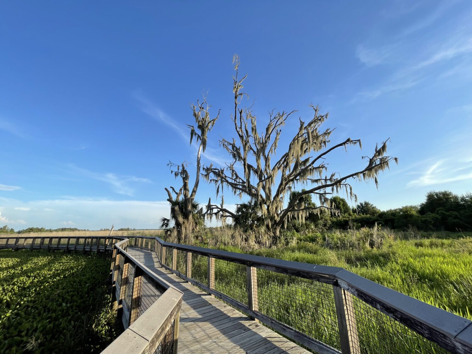 the boardwalk in the park great place for bird watching
