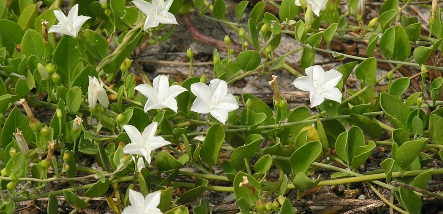 the endangered flower