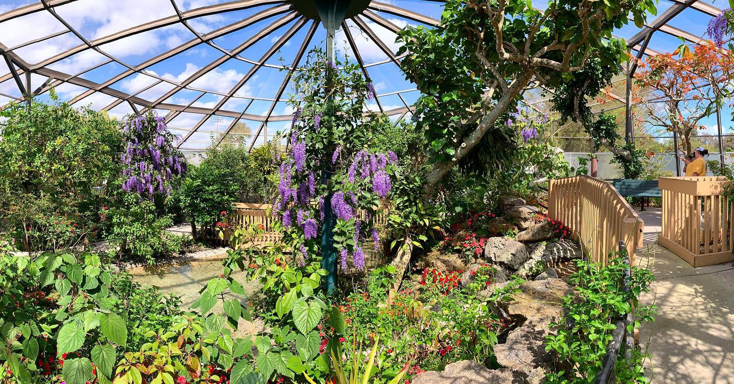 The garden with a variety of flowers