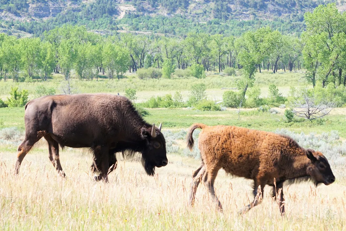 the majestic creatures roaming around the state park