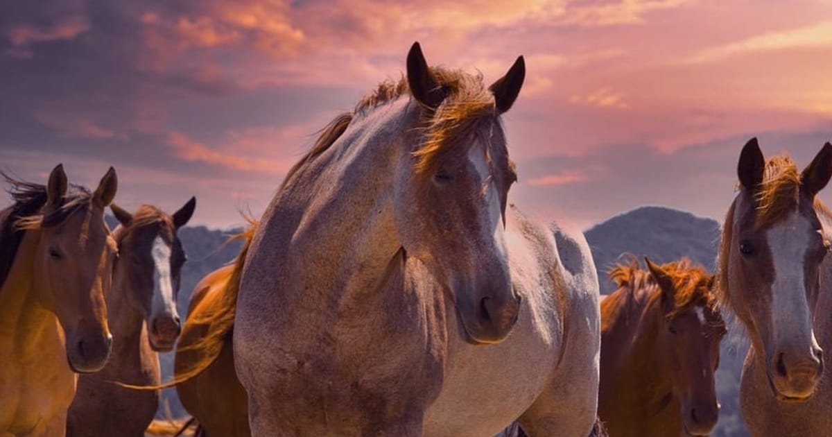 The majestic horses of the sanctuary