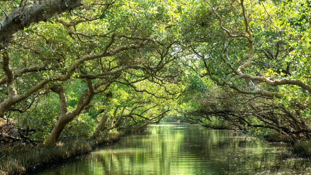 the mangroves of the park