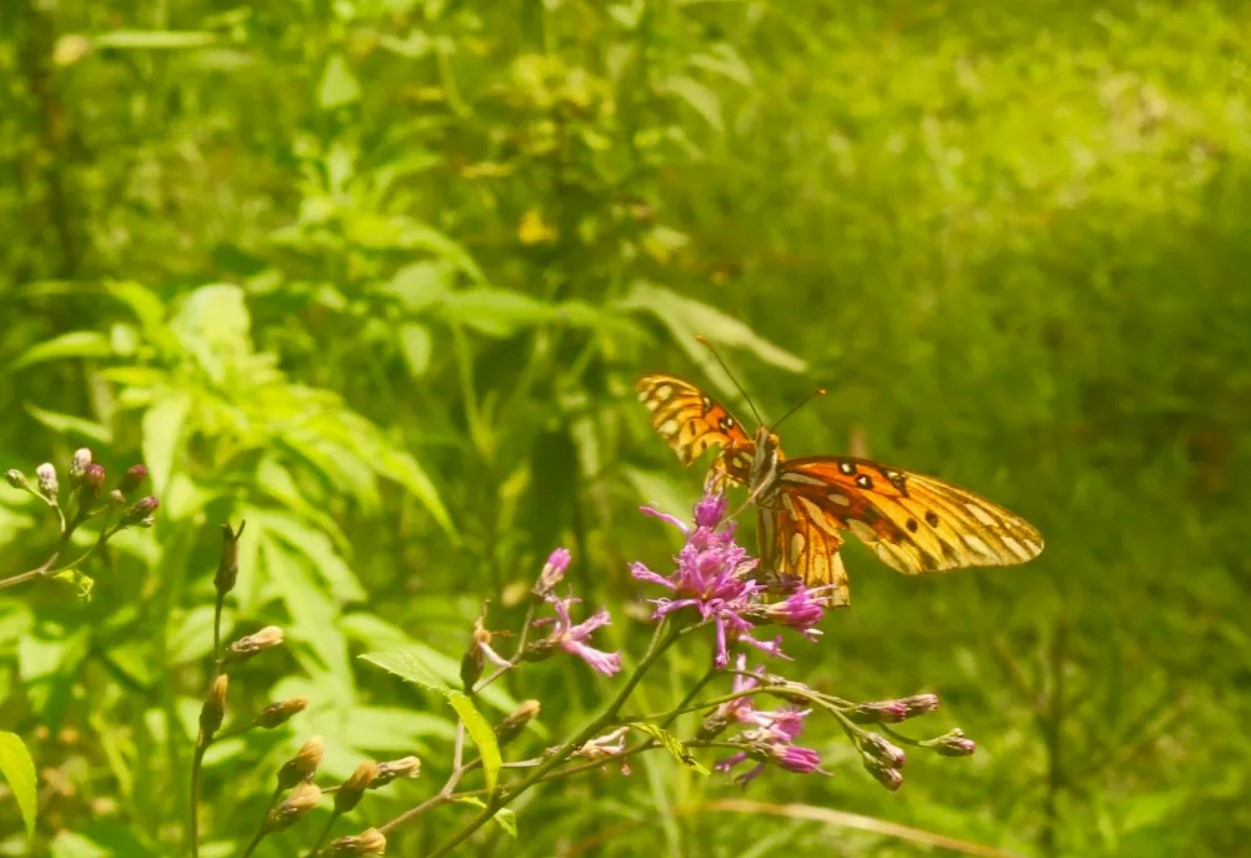 the parks butterfly garden