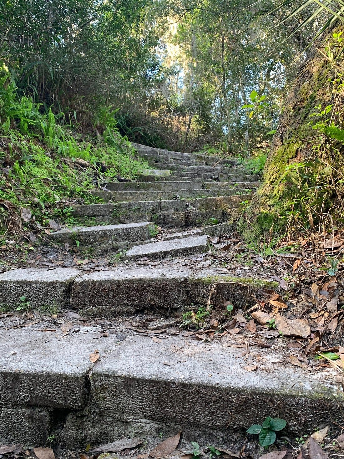 A paved walkway within the state park.