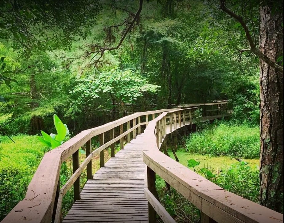 The scenic boardwalk in the park