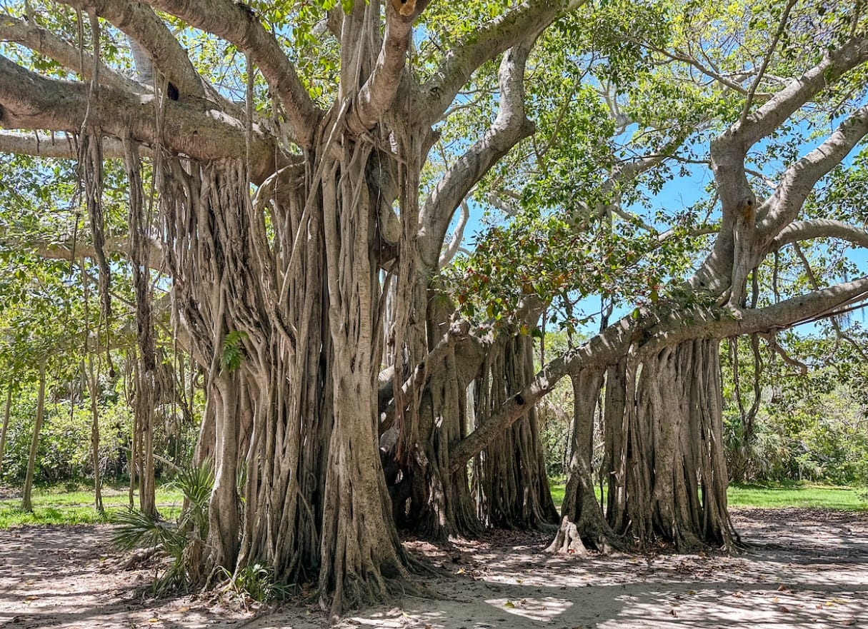 the towering trees within the park