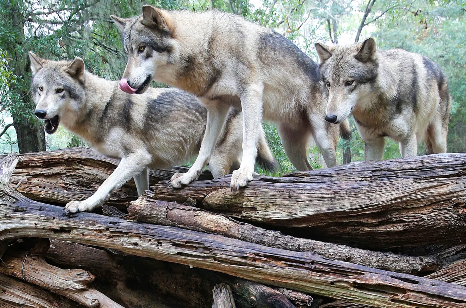 The wolves at the Seacrest Wolf Preserve.