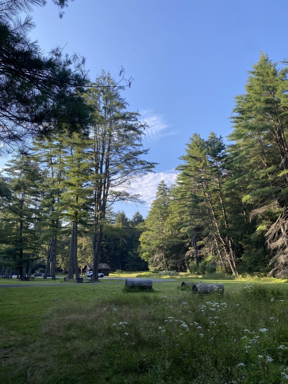 A serene place to have a picnic
