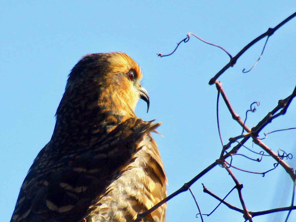 a photo of a bird on the trail