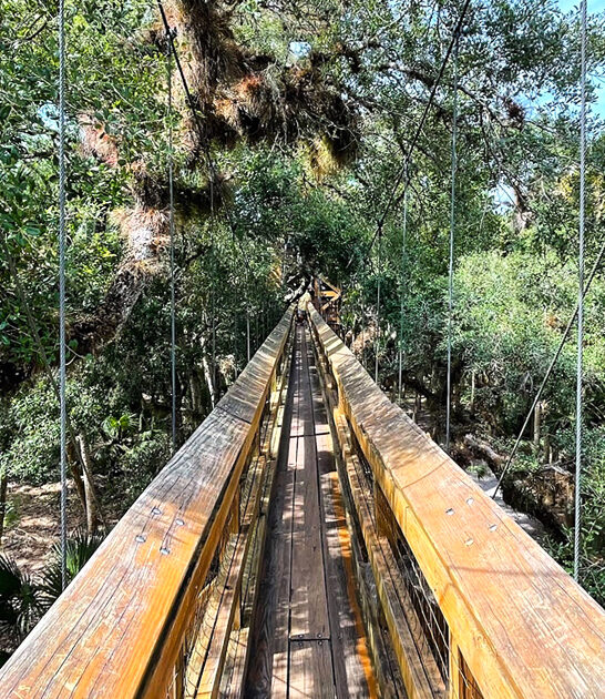 canopy walkway florida trees ftr