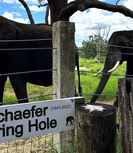 elephant ranch florida ftr