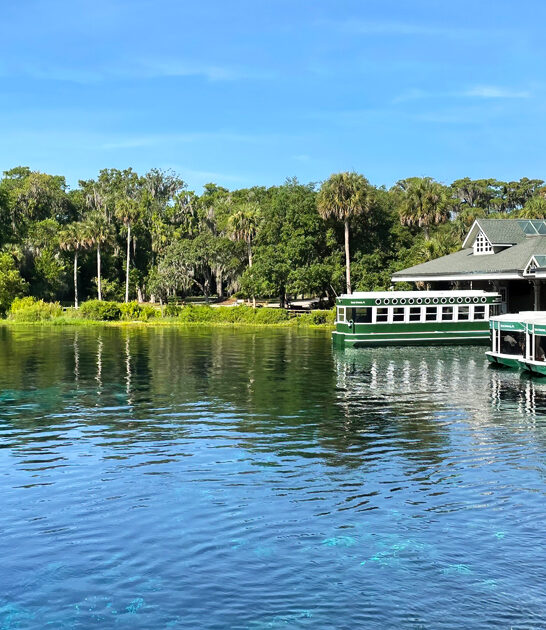 florida spring with monkeys ftr