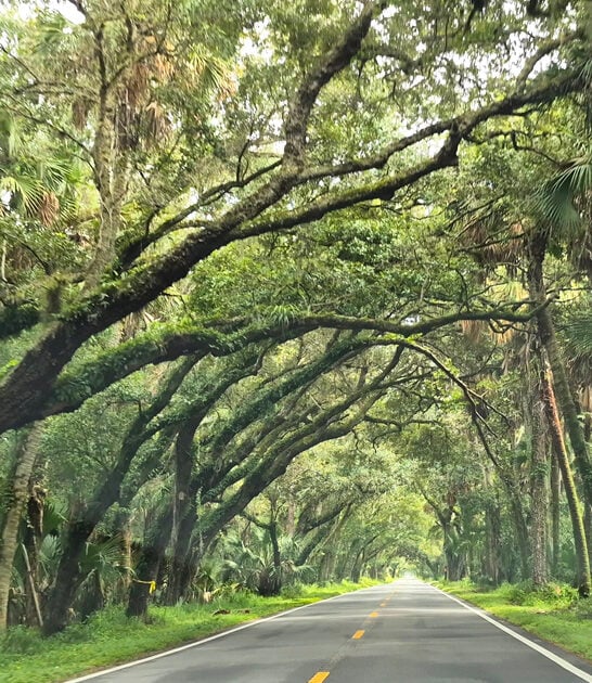 forested tree tunnel florida FTR