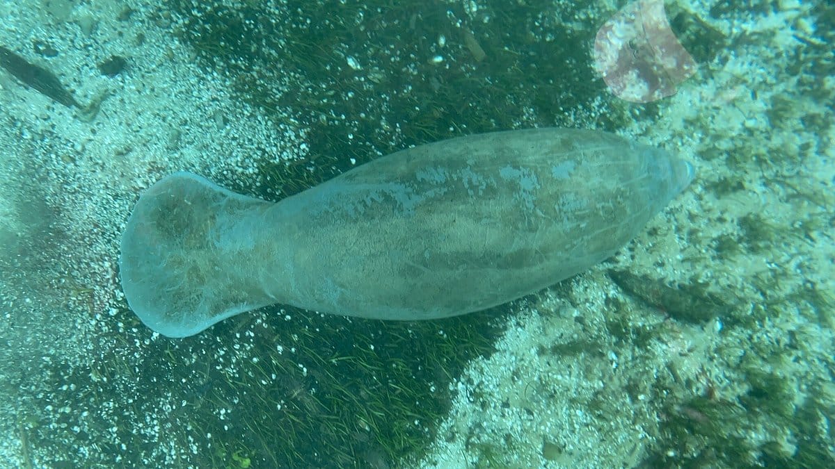 Image of a fascinating manatees in the clear water