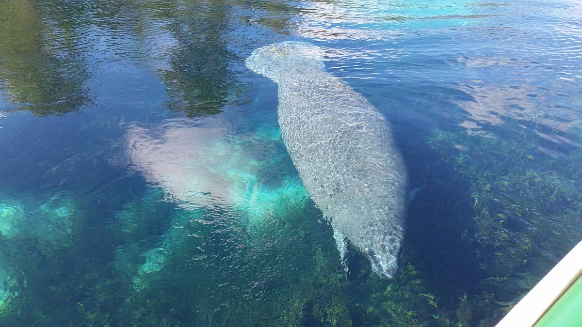 Manatee showing through the crystal clear springs