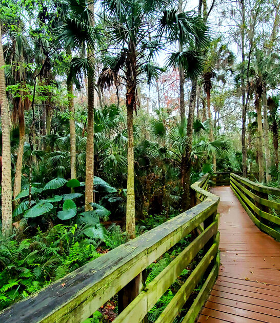 trail florida black bears ftr