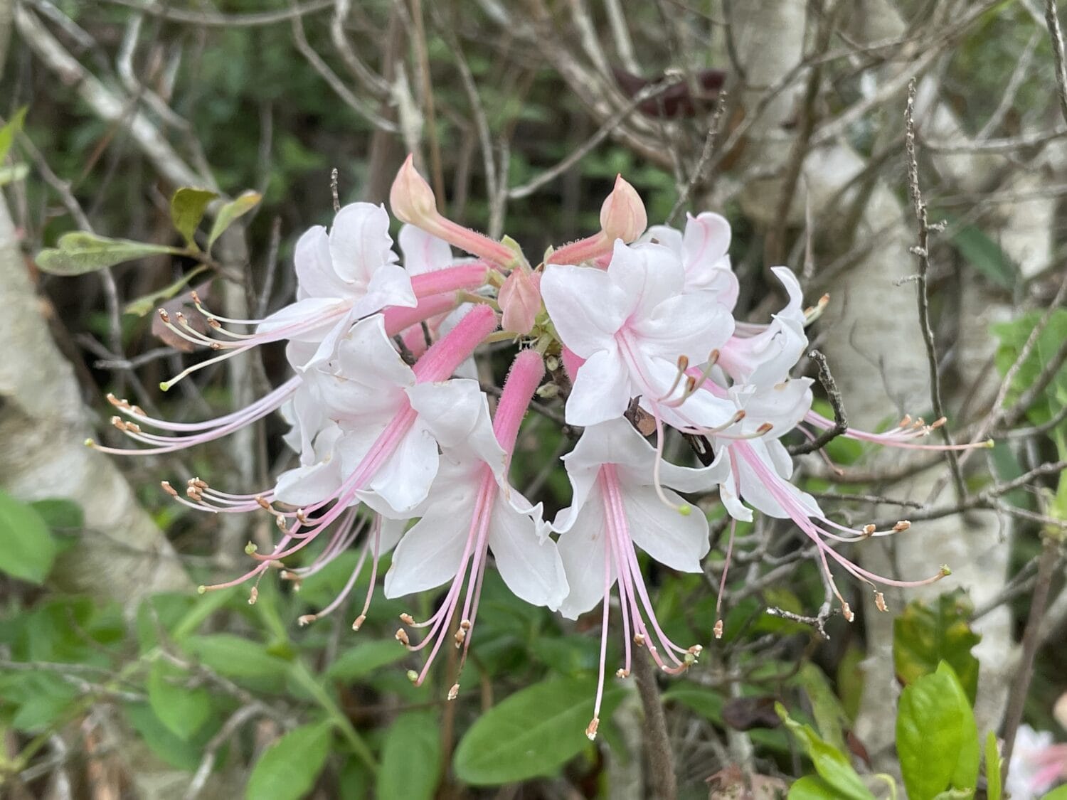 Wildflowers in the conservation area.