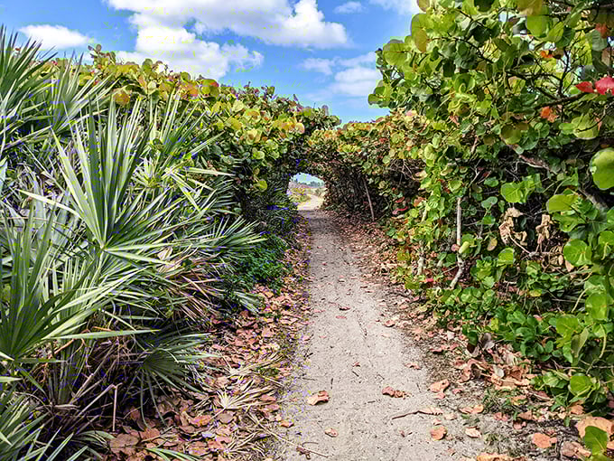 Nature's archway beckons! The sea grape tunnel at Blowing Rocks creates a magical pathway to adventure beyond.